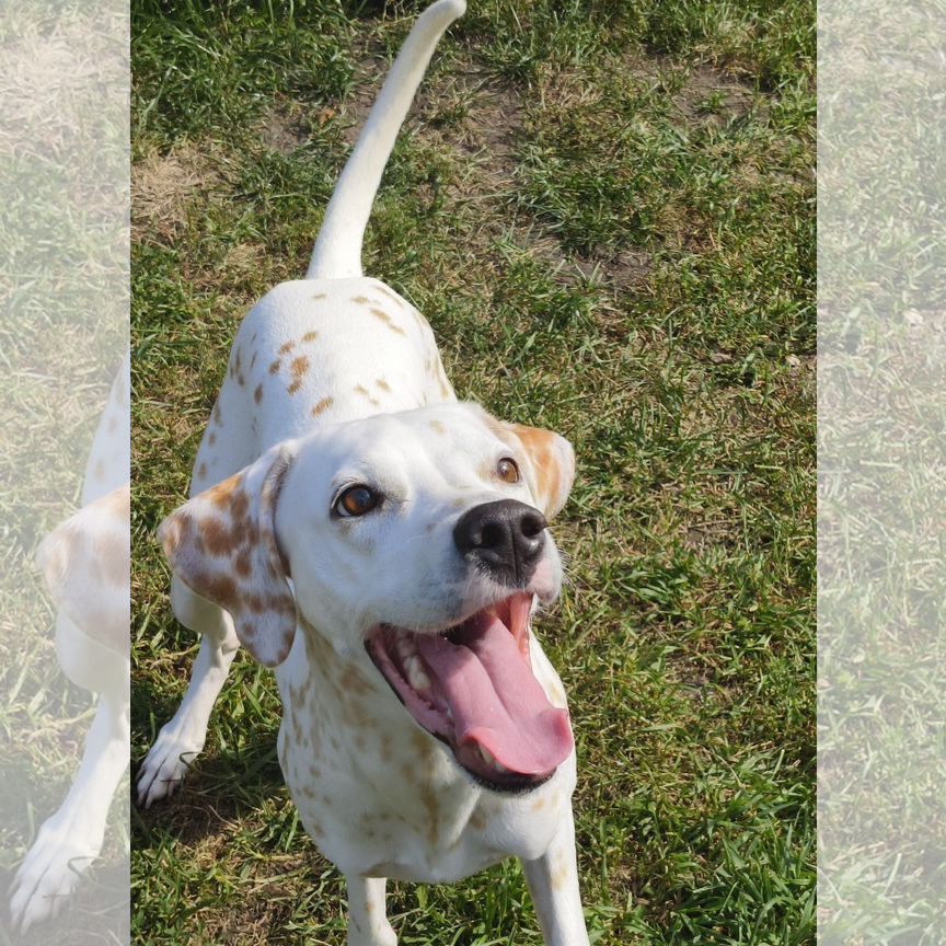 Далматин, взрослая собака