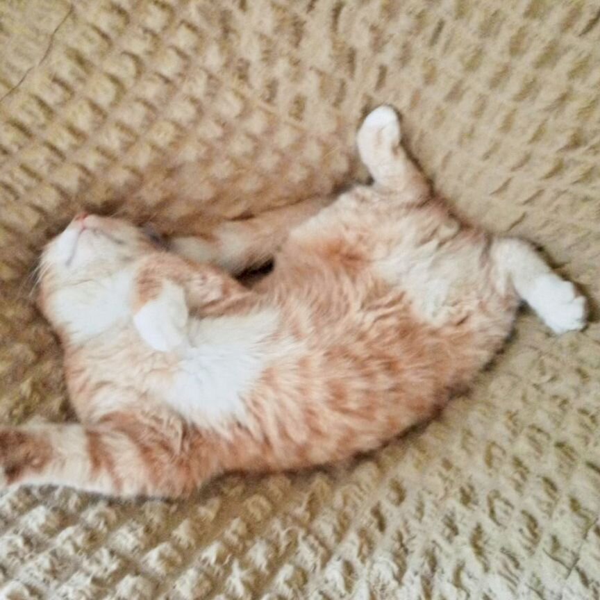 Кошка