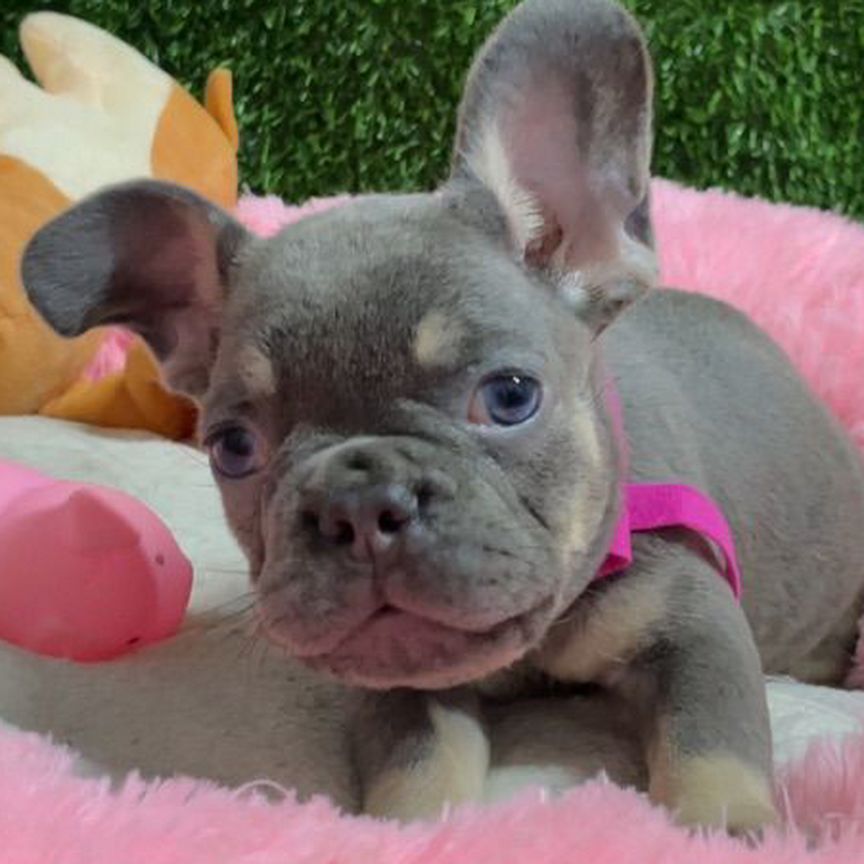 Французский бульдог лиловый