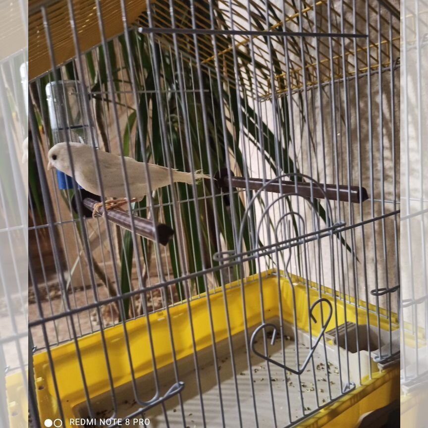 Кенары певчие