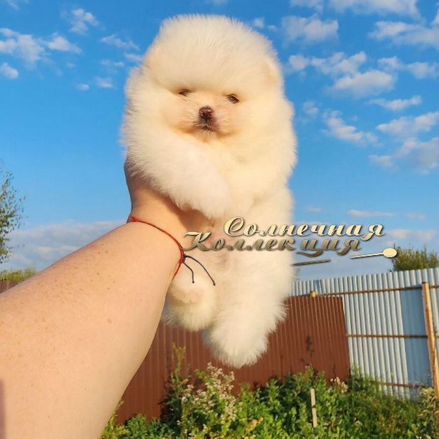 Шпиц мишка мини мальчик РКФ