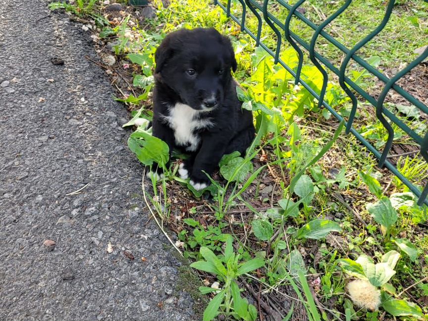 Очаровательные щеночки В добрые руки