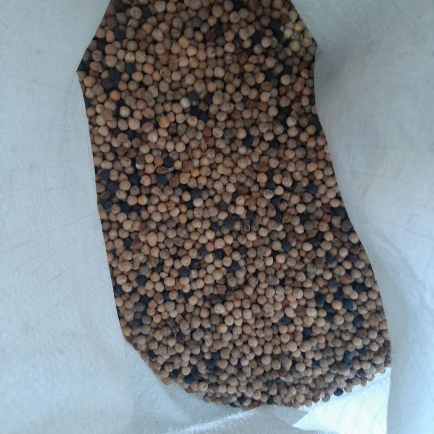 Зерно Нута. Категория кормовой