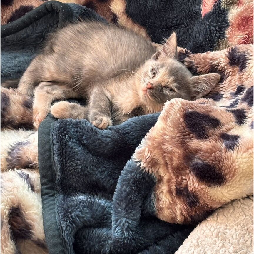 Котёнок в добрые руки