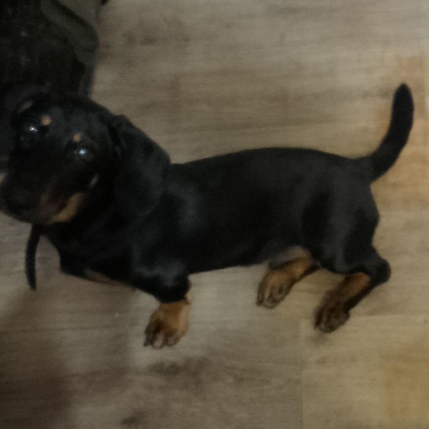 Такса, щенок