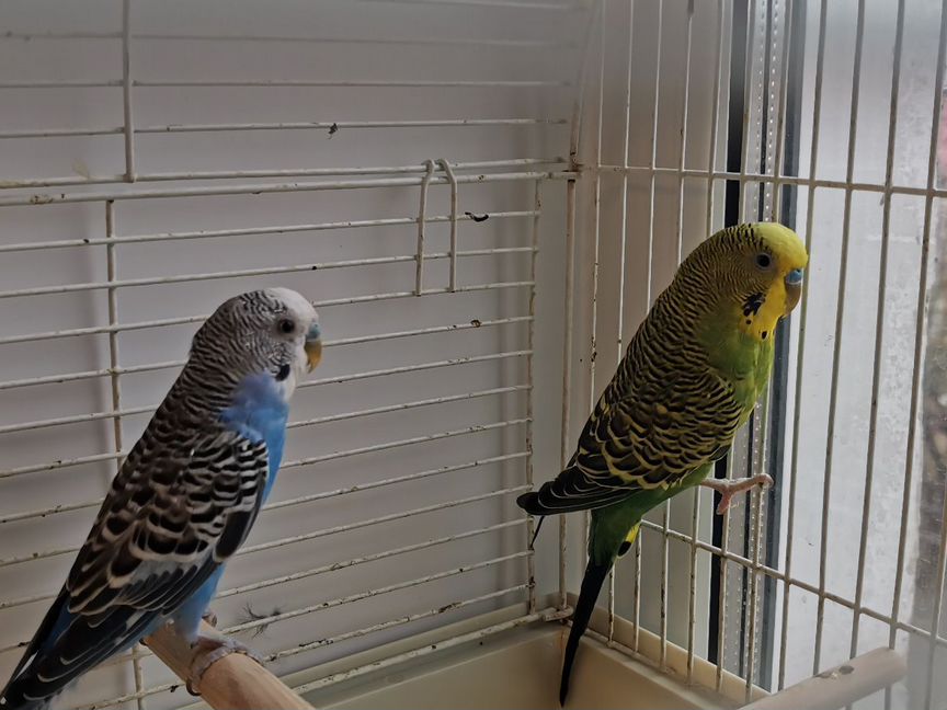 Волнистый попугай