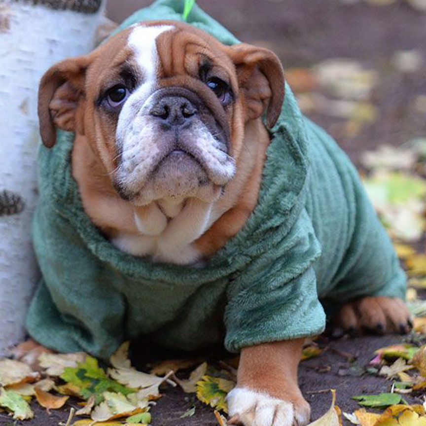 Английский бульдог, щенок