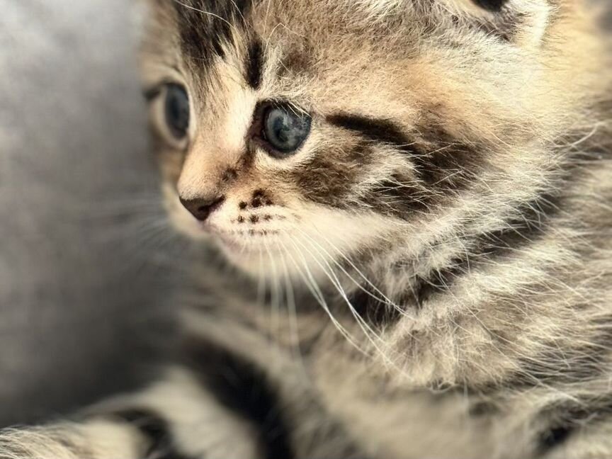 Шотландский вислоухий котенок