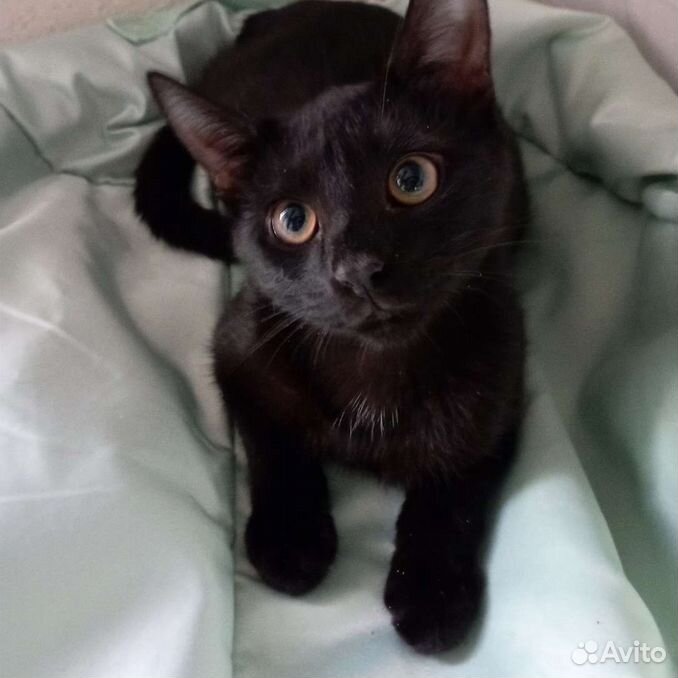 Котенок Дарк мечтает о доме