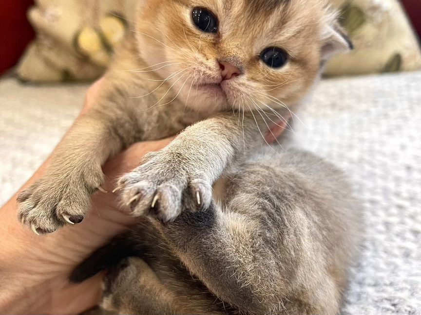 Вислоухий Золотой Плюшевый котик