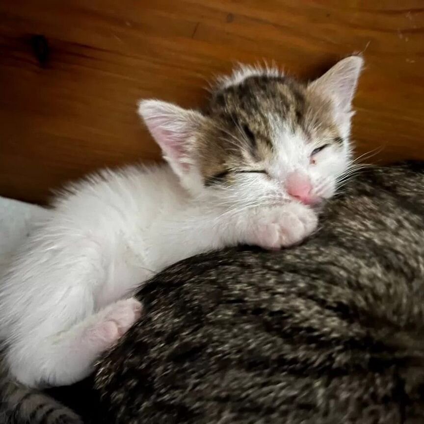 Котята в добрые руки мальчики 1 месяца