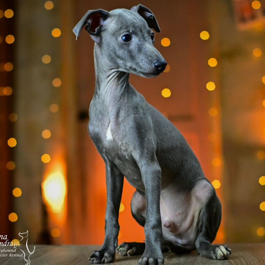 Левретка, щенок