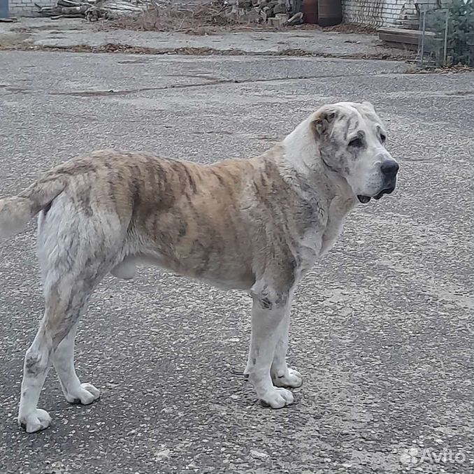 Вязка алабай