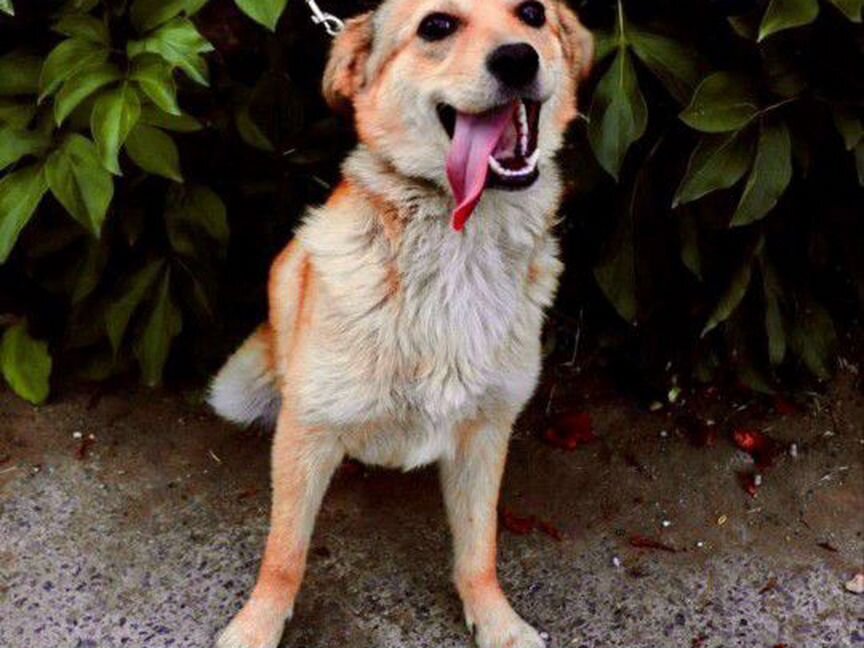 Небольшая собака в добрые руки