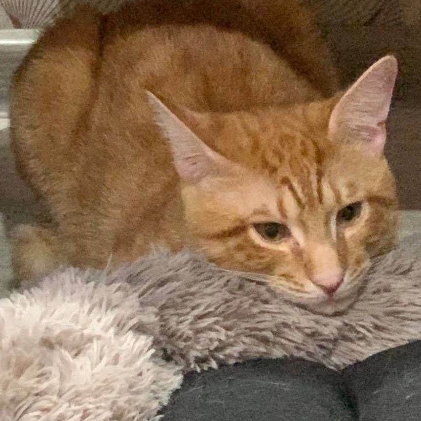 Котик Тоша
