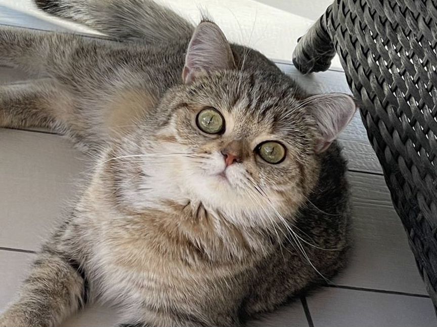 Шотландская прямоухая кошка