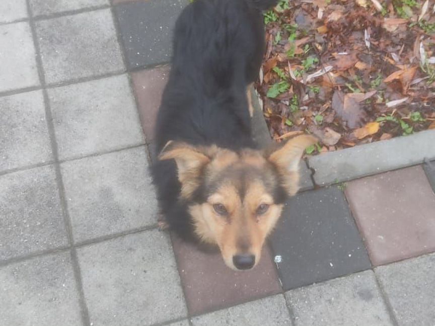 Маленькая собачка в добрые руки