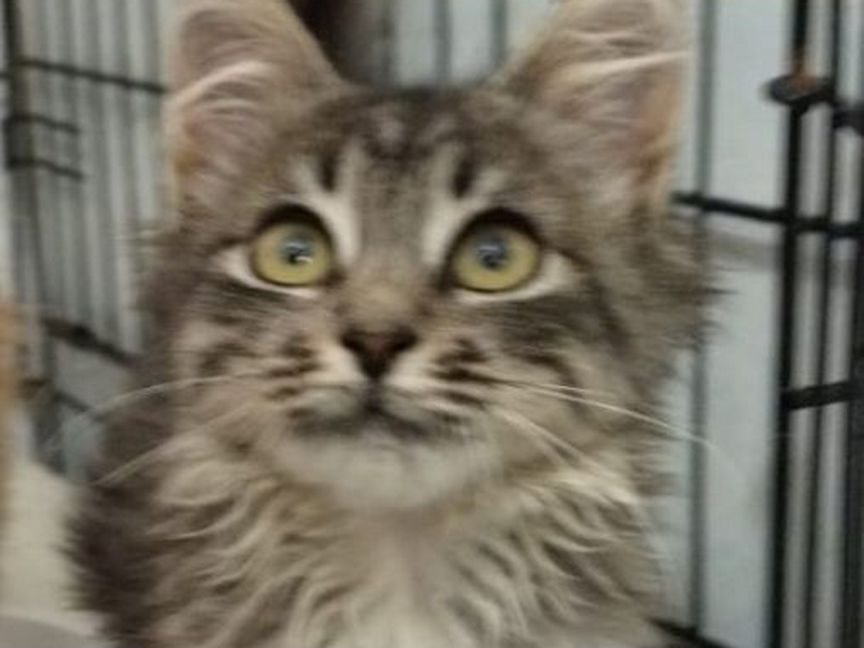 Котенок в добрые руки