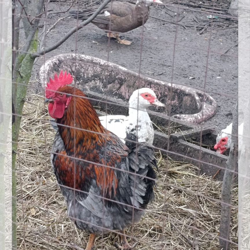 Продаю петухов