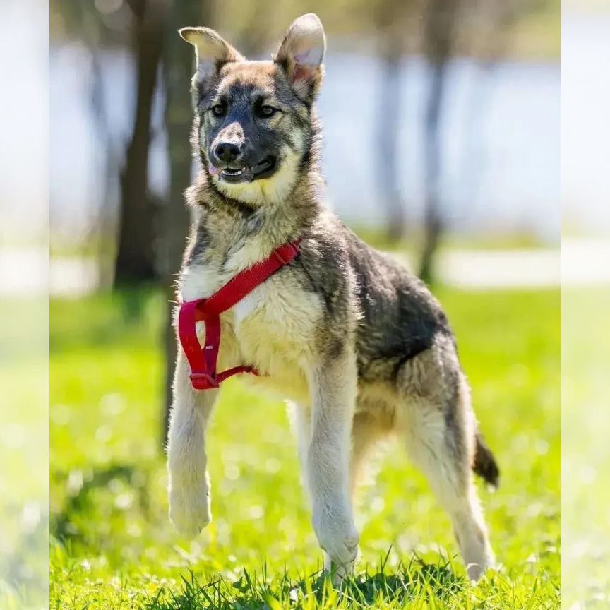 Щенок в добрые руки