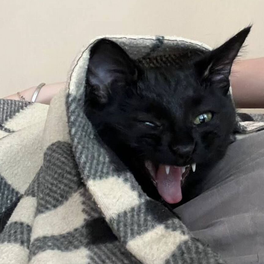 Котёнок в добрые руки