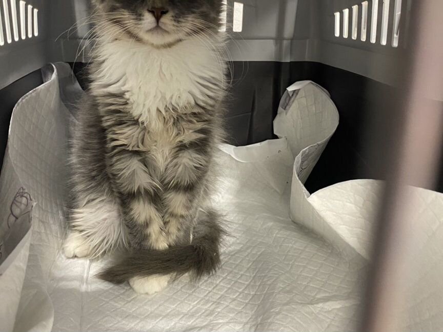 Котятенок мейн-куна в добрые руки