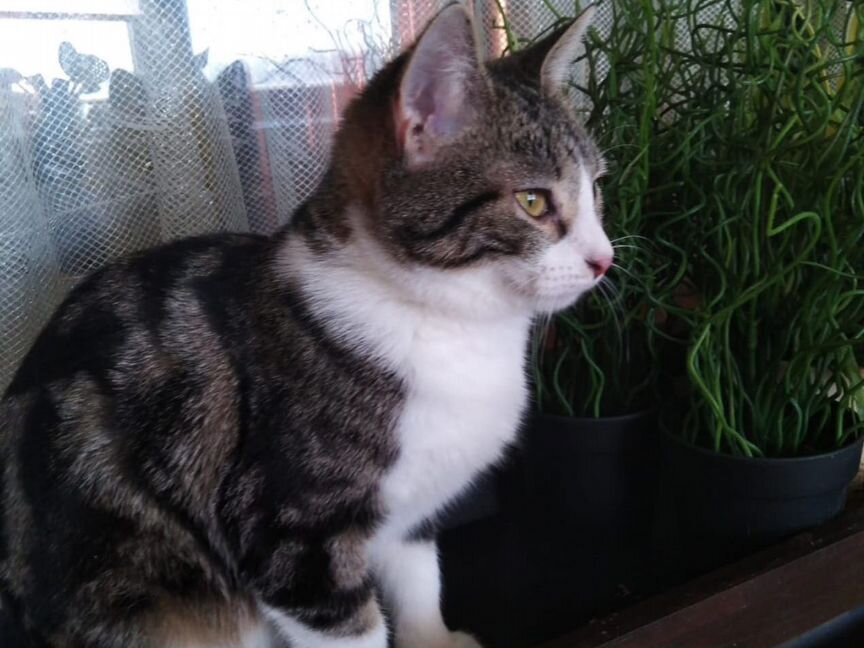 Котёнок красивого мраморного окраса