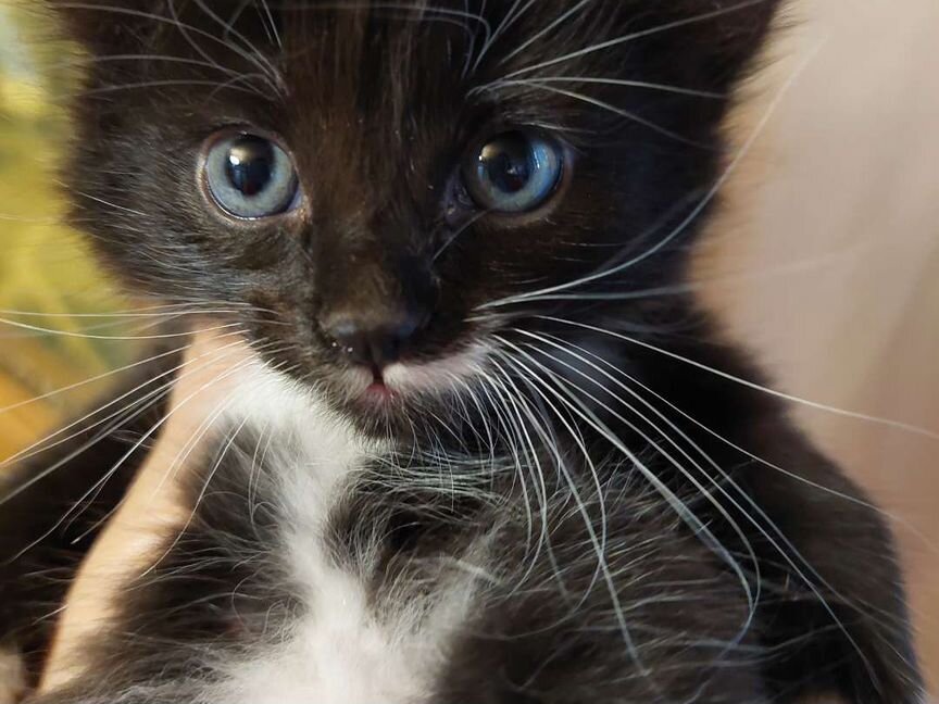 Отдаём котят