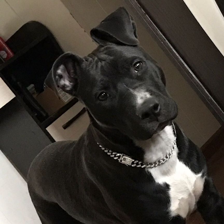 Продам стаффа