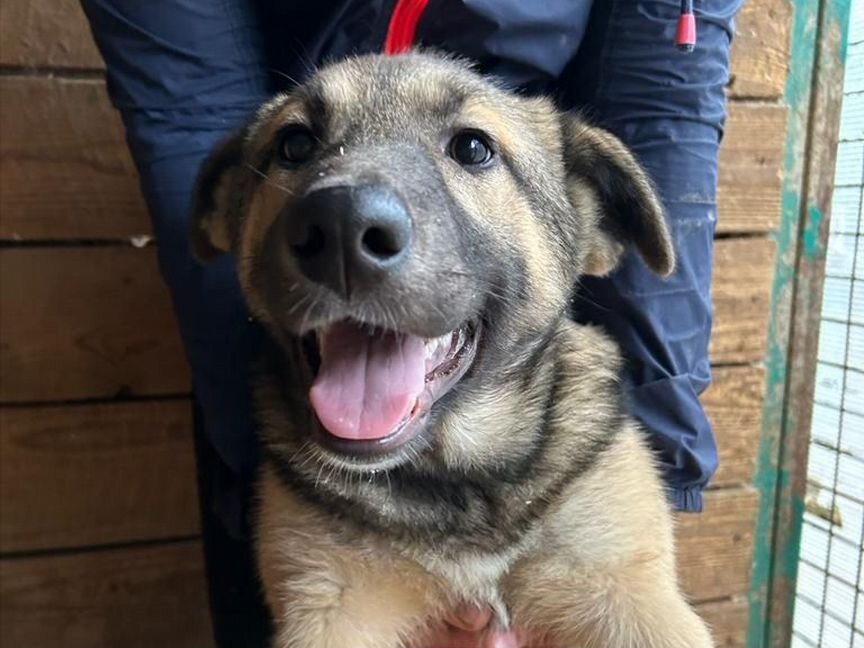 Щенок из приюта. Девочка. В добрые руки