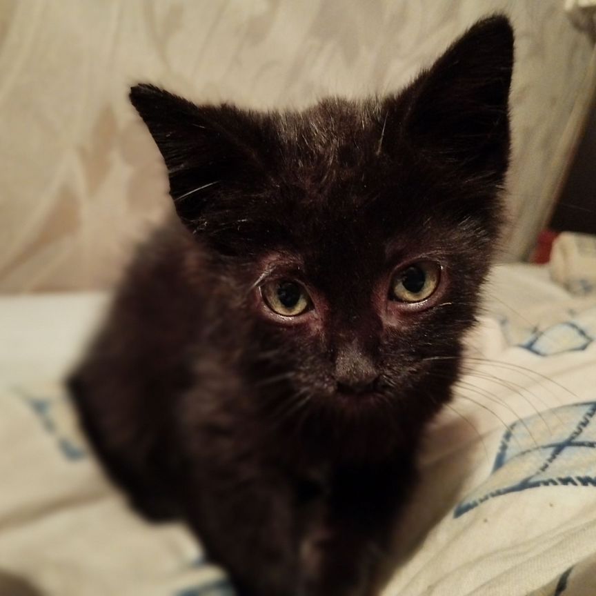 Черный котенок мальчик