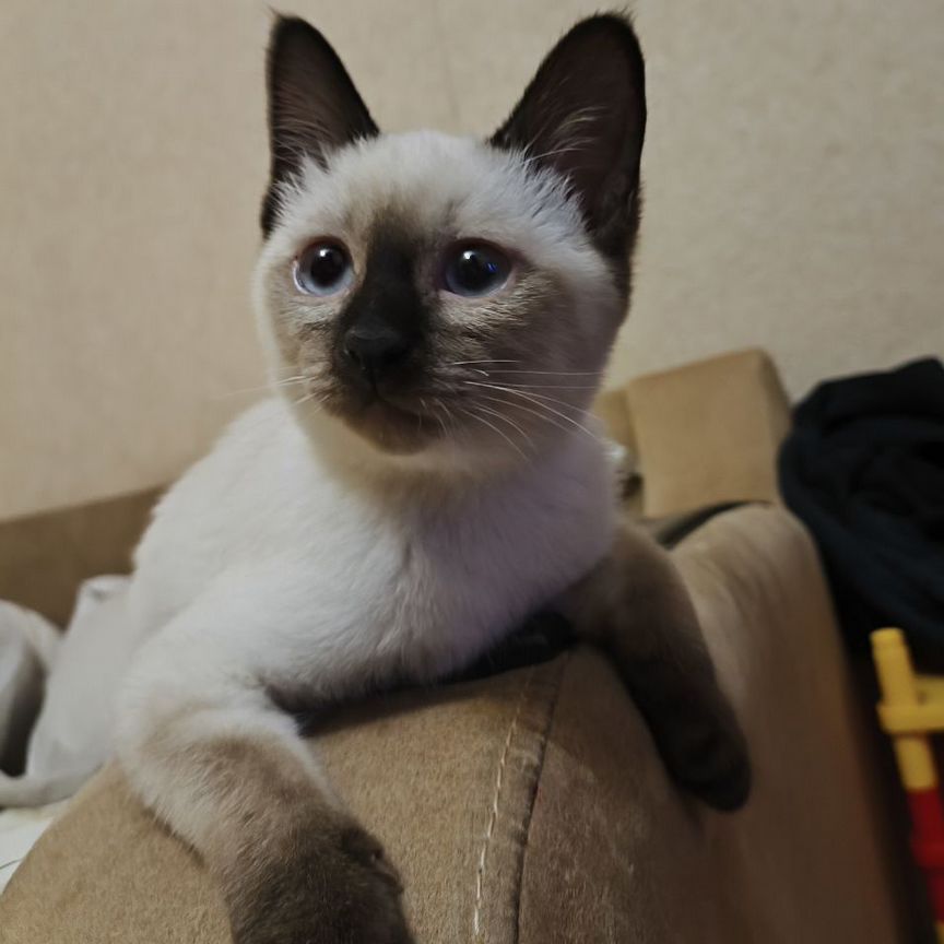 Меконгский бобтейл котёнок