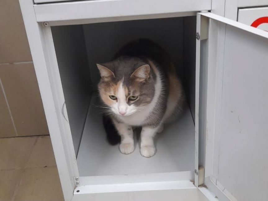 Кошка живет на рынке ищем добрые руки