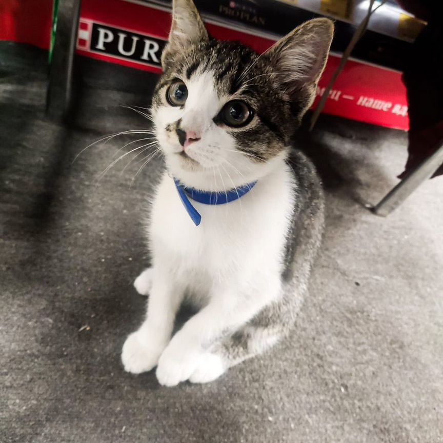 Маленький котенок в добрые руки