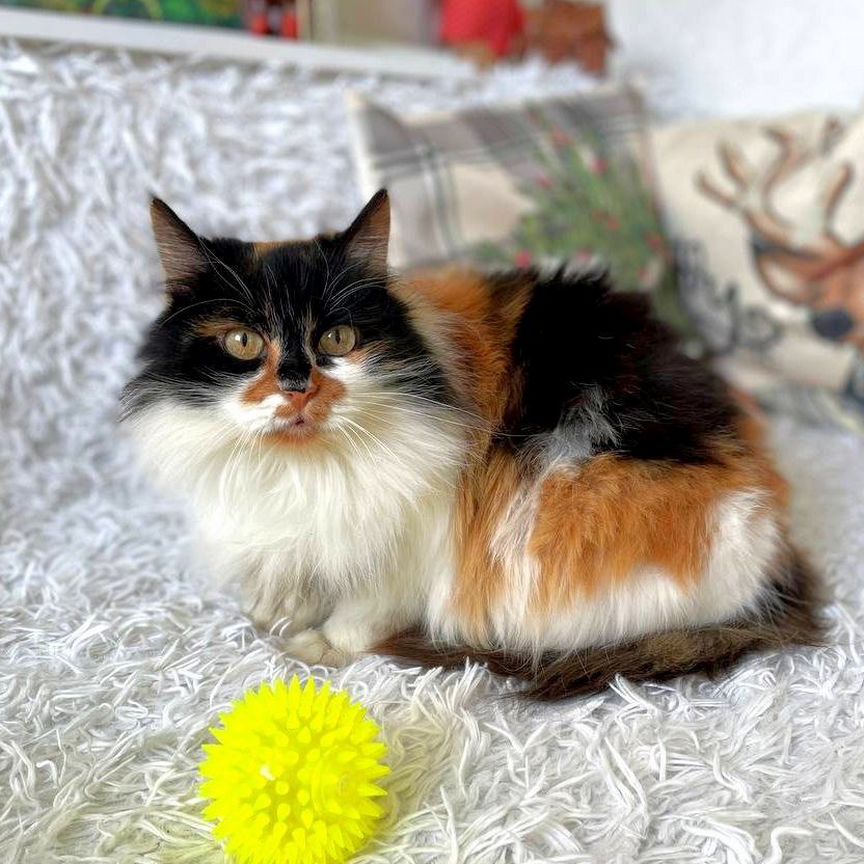 Кошка в дар