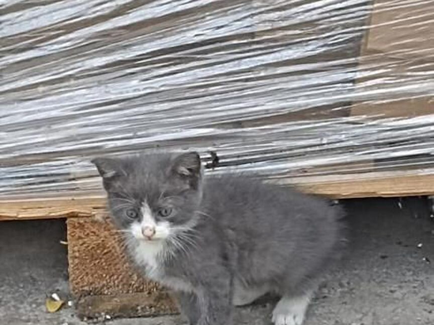 Котята бесплатно