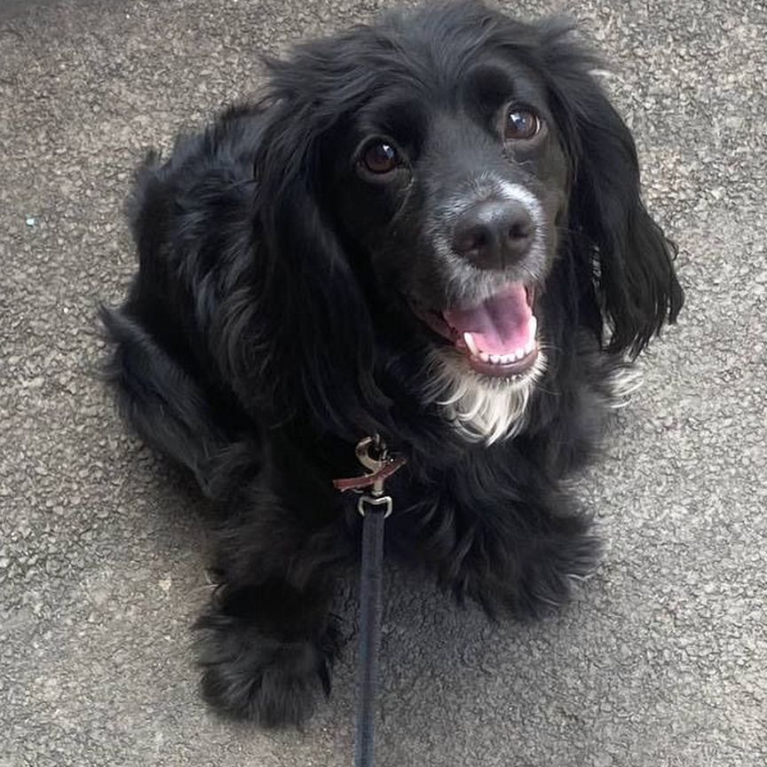 Кокер спаниель, взрослая собака