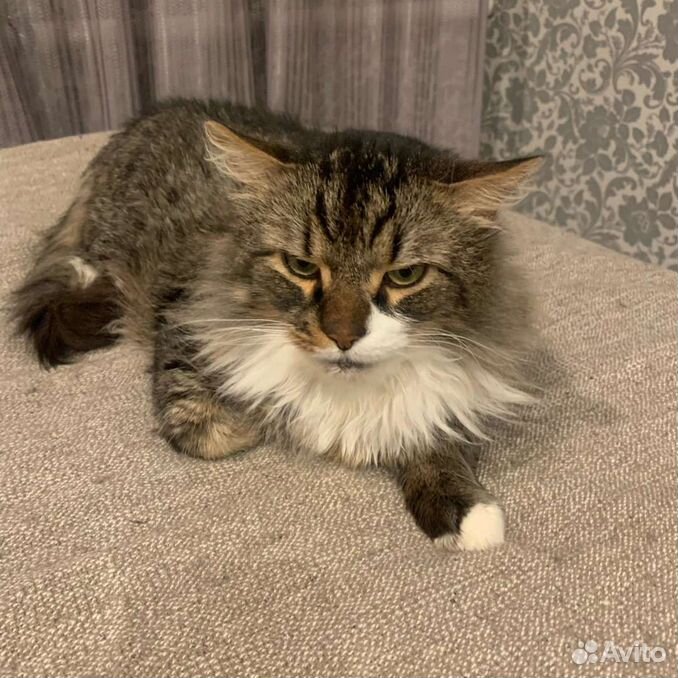 Дом для котика Шуршика