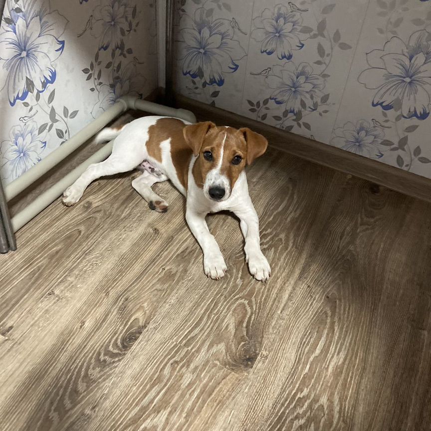 Щенок джек рассел