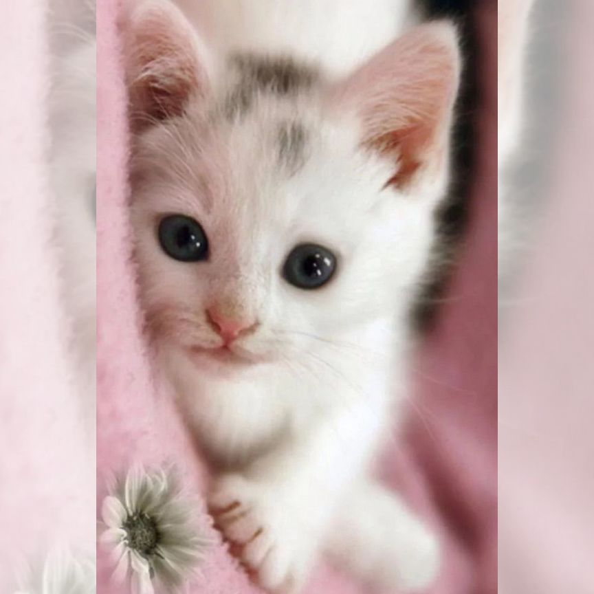 Котенок в семью