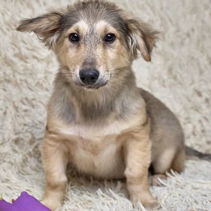 Щенок в добрые руки