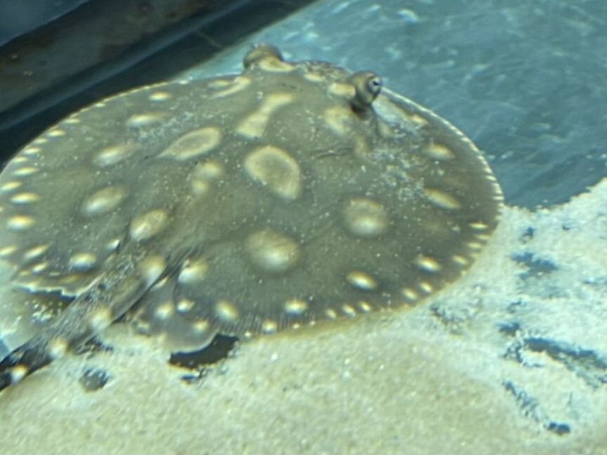 Скат хвостокол моторо