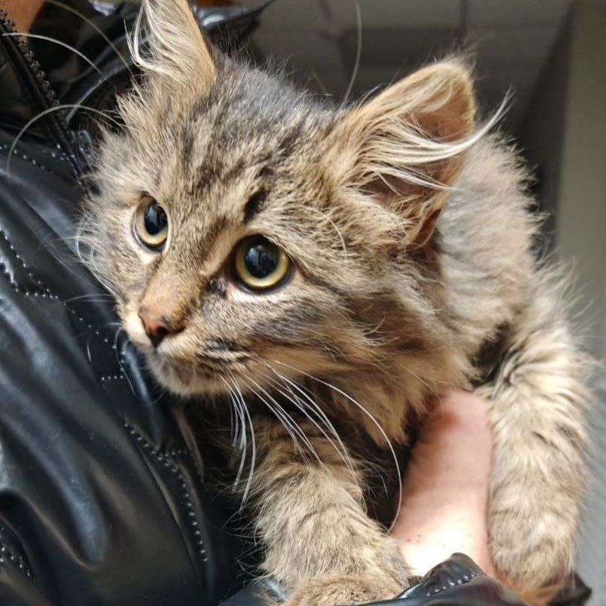 Мейн-кун котёнок