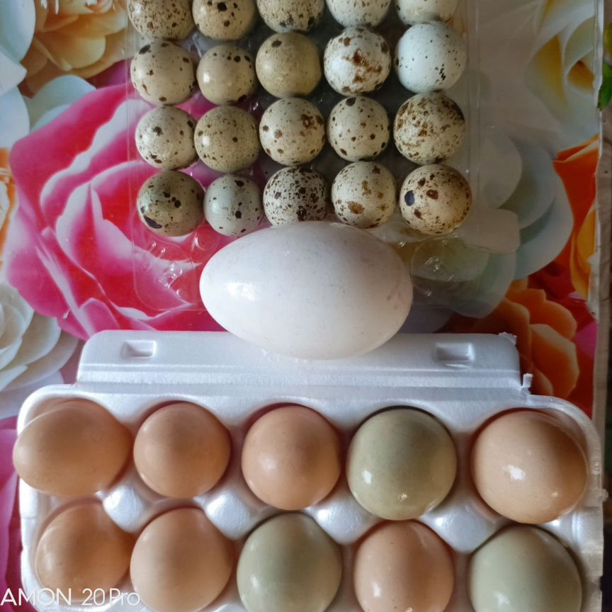 Яйцо домашнее