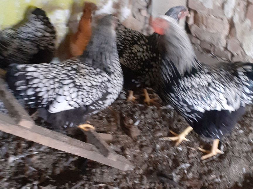 Молодые петухи