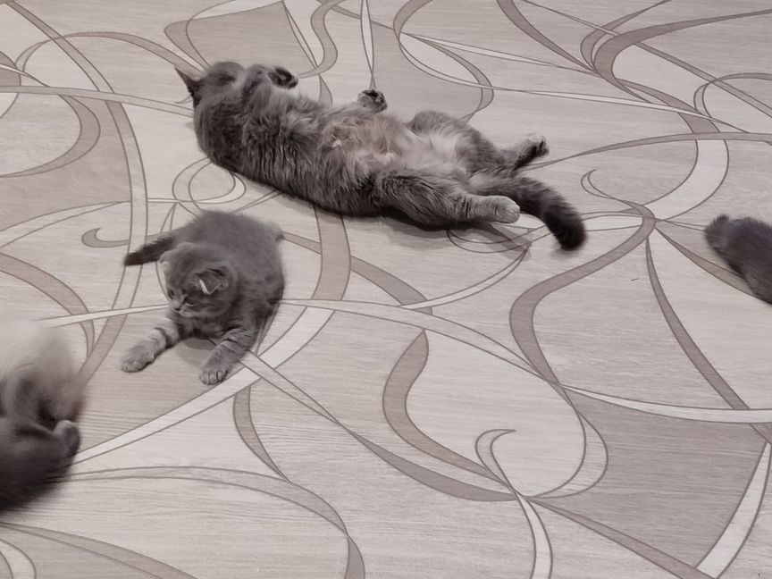 Котята отдам в добрые руки бесплатно