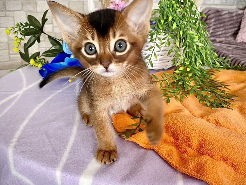 Абиссинский котенок Феникс