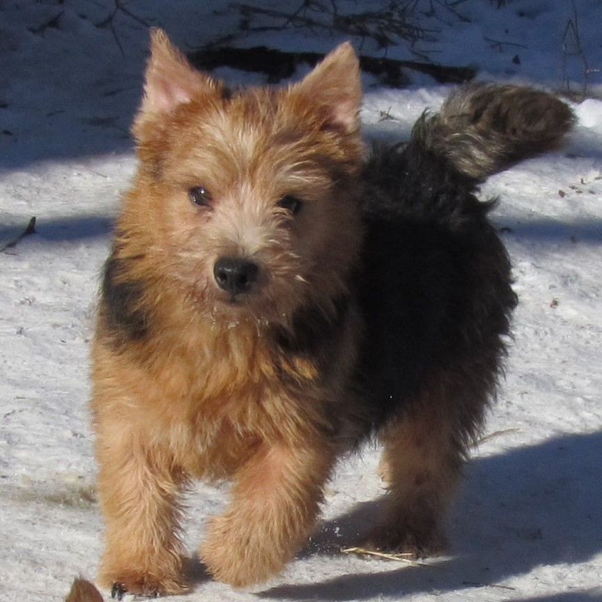 Норвич мальчик 5 мес