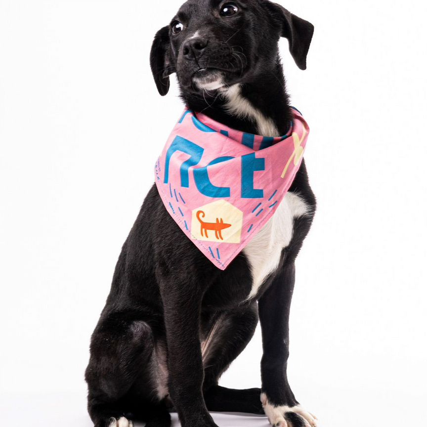 Щенок в добрые руки бесплатно Хайди