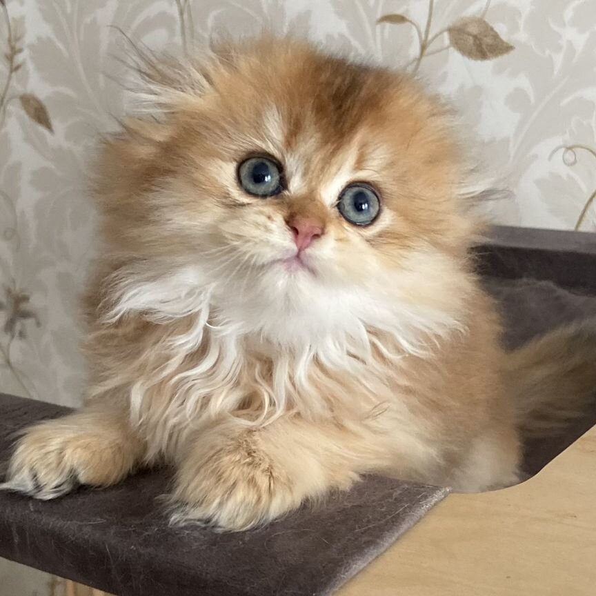 Шотландская кошечка